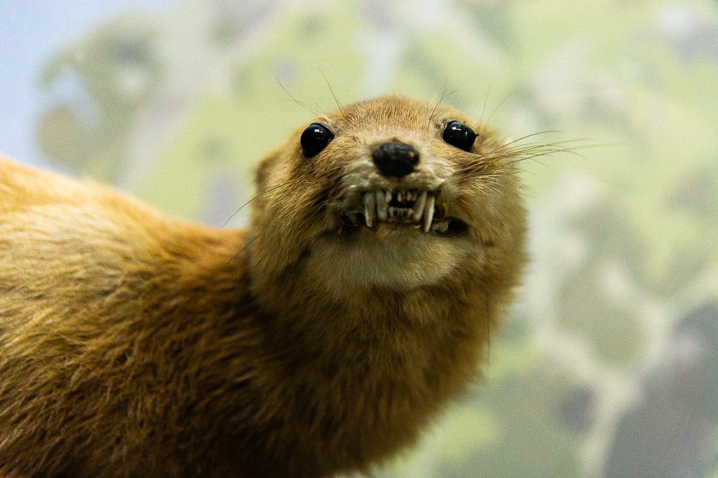 Europäischer Nerz Foto & Bild | fotos, world, natur Bilder auf ...