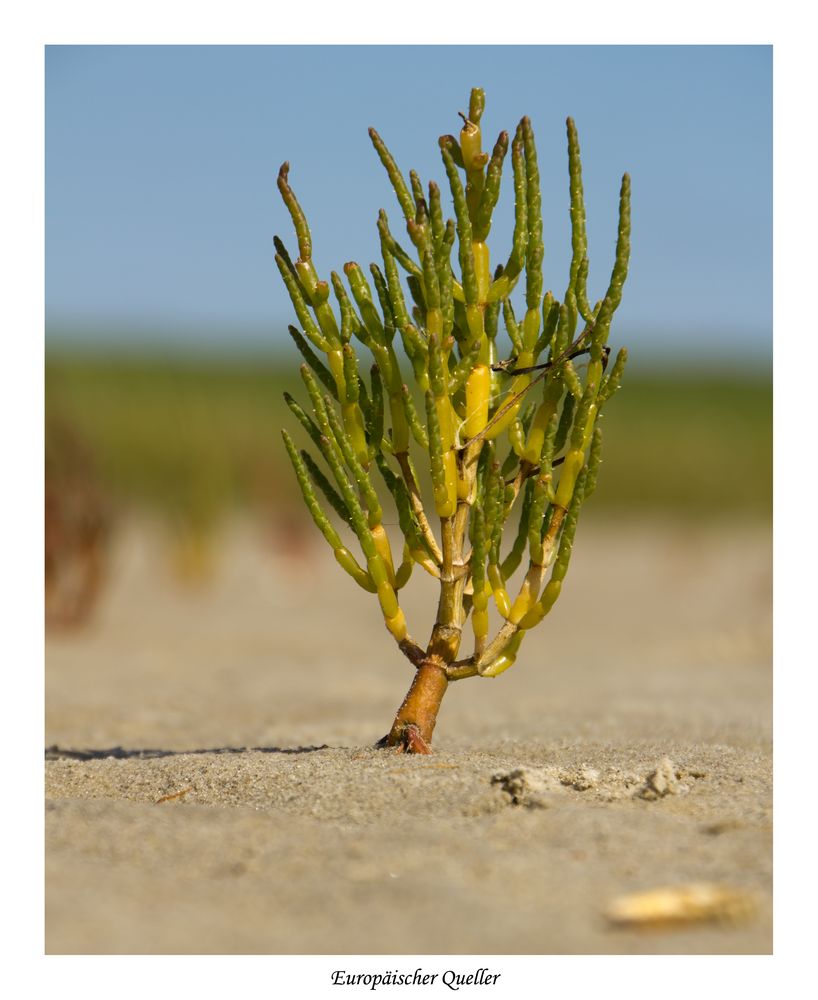 Europäischer Queller Foto & Bild | pflanzen, pilze & flechten, blüten ...