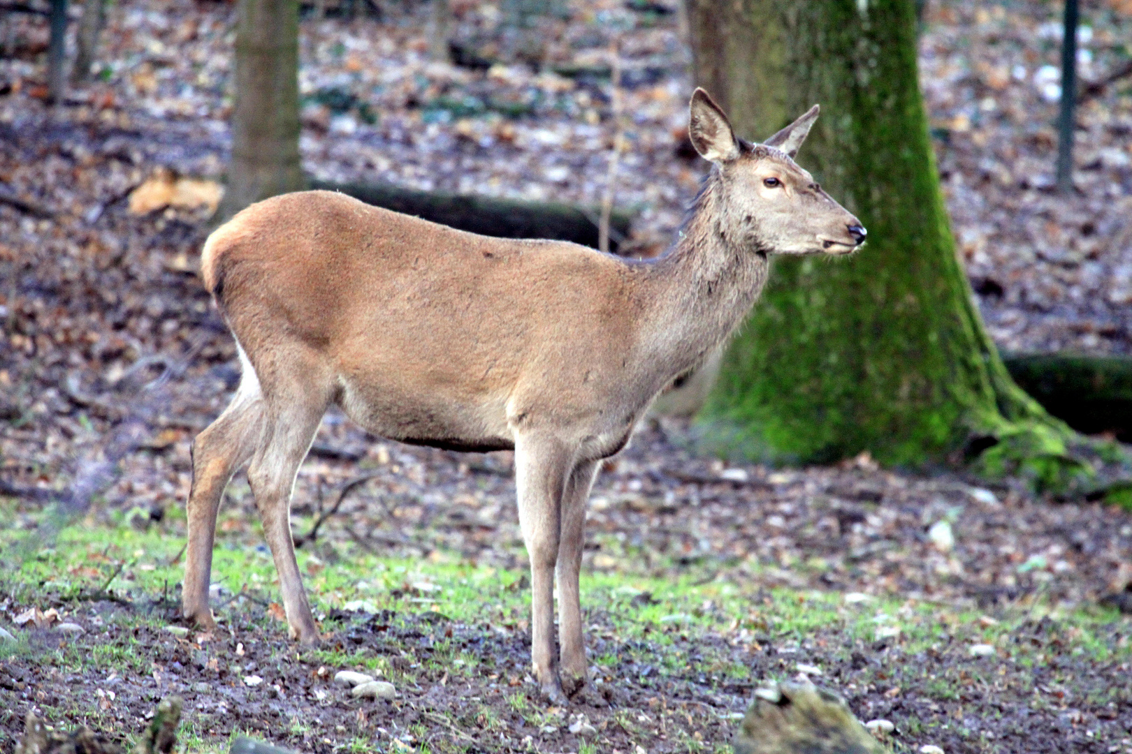 Europäischer Rothirsch (Hirschkuh) Foto & Bild | tiere, zoo, wildpark ...