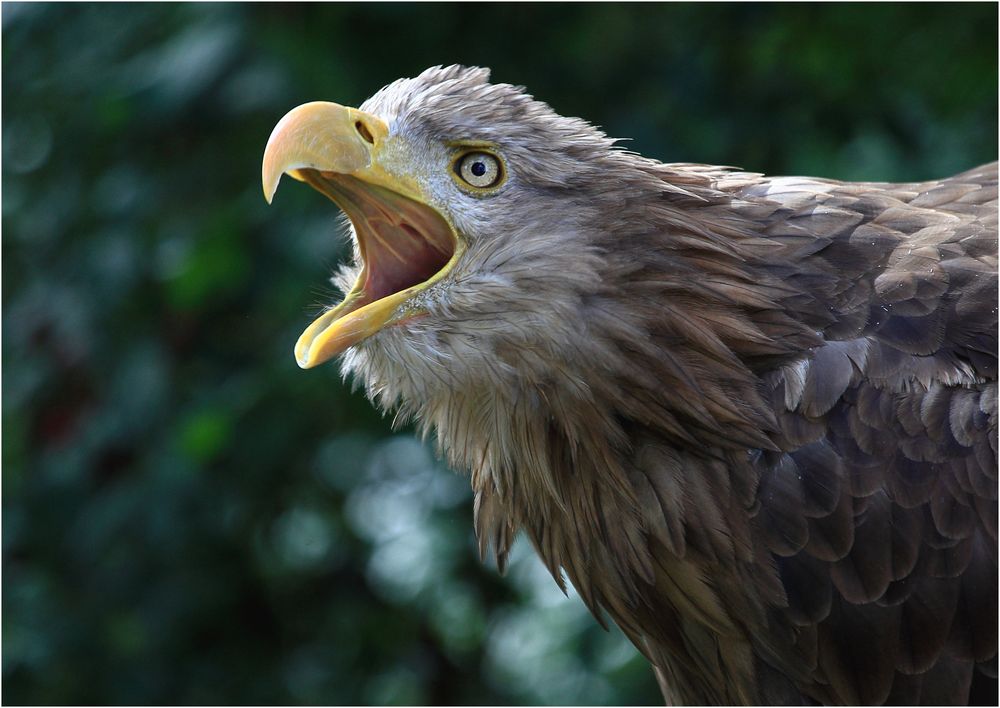 Europäischer Seeadler Foto & Bild | dokumentation, natur, portrait ...