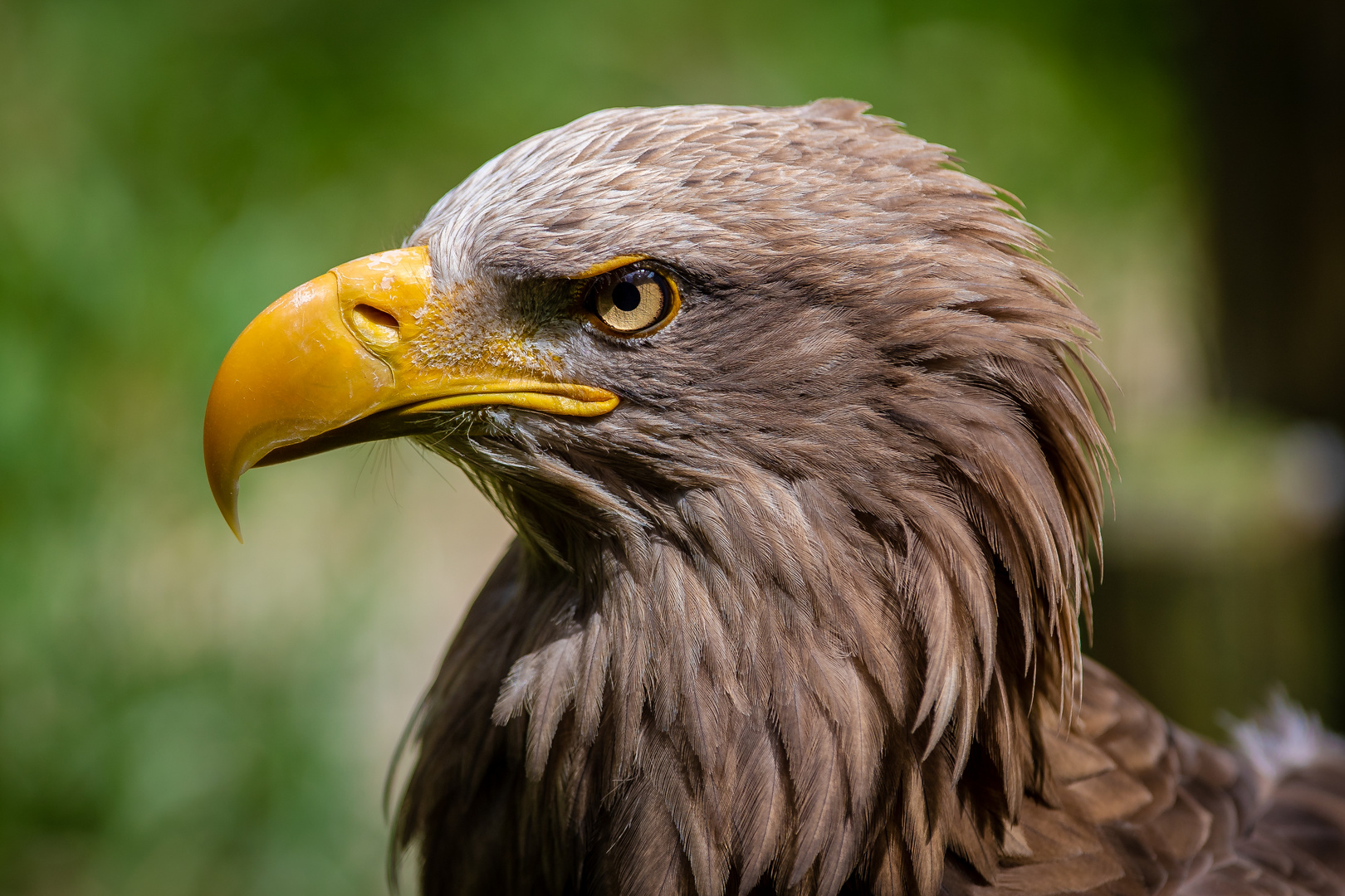 Europäischer Seeadler Foto & Bild | tiere, zoo, wildpark & falknerei ...