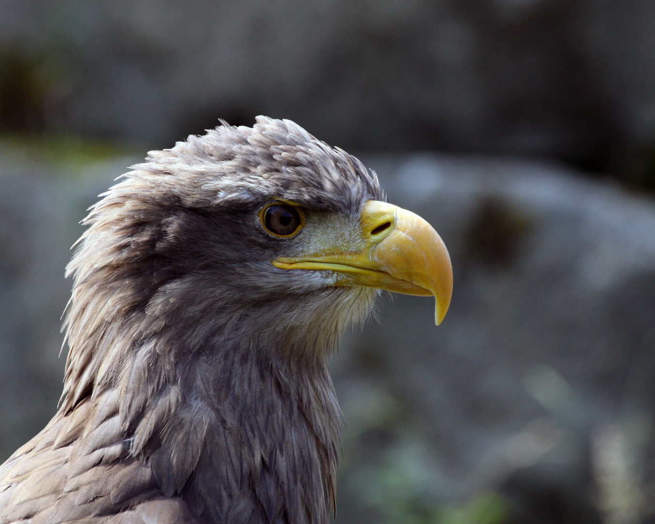 europäischer Seeadler Foto & Bild | tiere, zoo, wildpark & falknerei ...