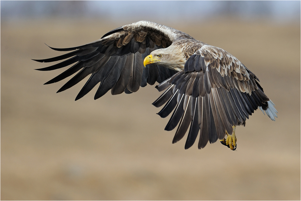 Europäischer Seeadler Foto & Bild | tiere, wildlife, wild lebende vögel ...
