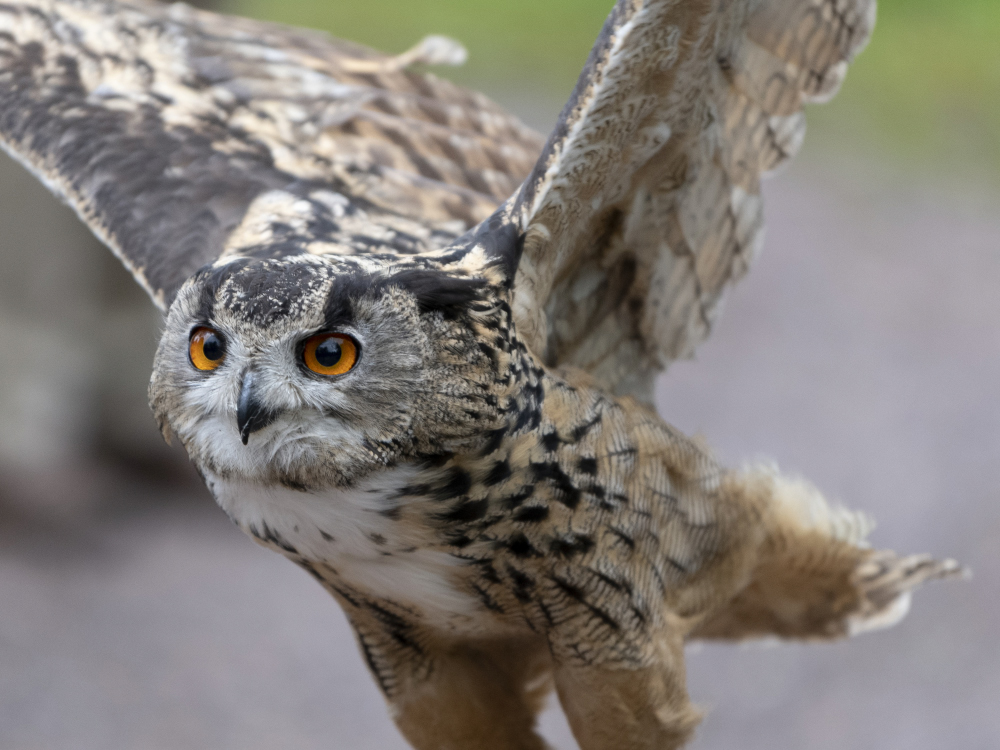 Europäischer Uhu Foto & Bild | tiere, zoo, wildpark & falknerei, vögel ...