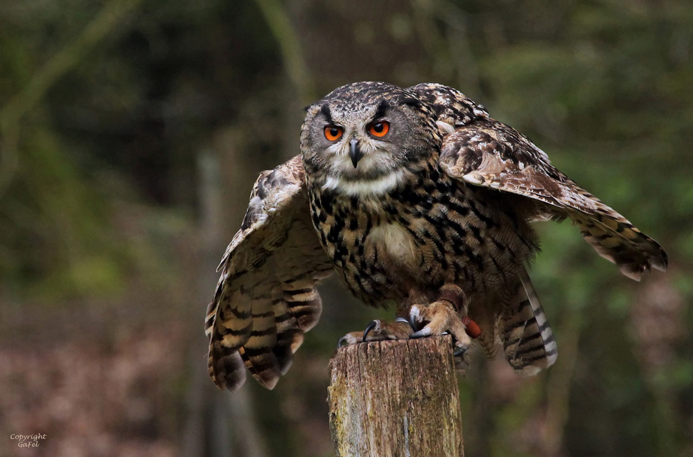 Europäischer Uhu Foto & Bild | tiere, zoo, wildpark & falknerei, vögel ...