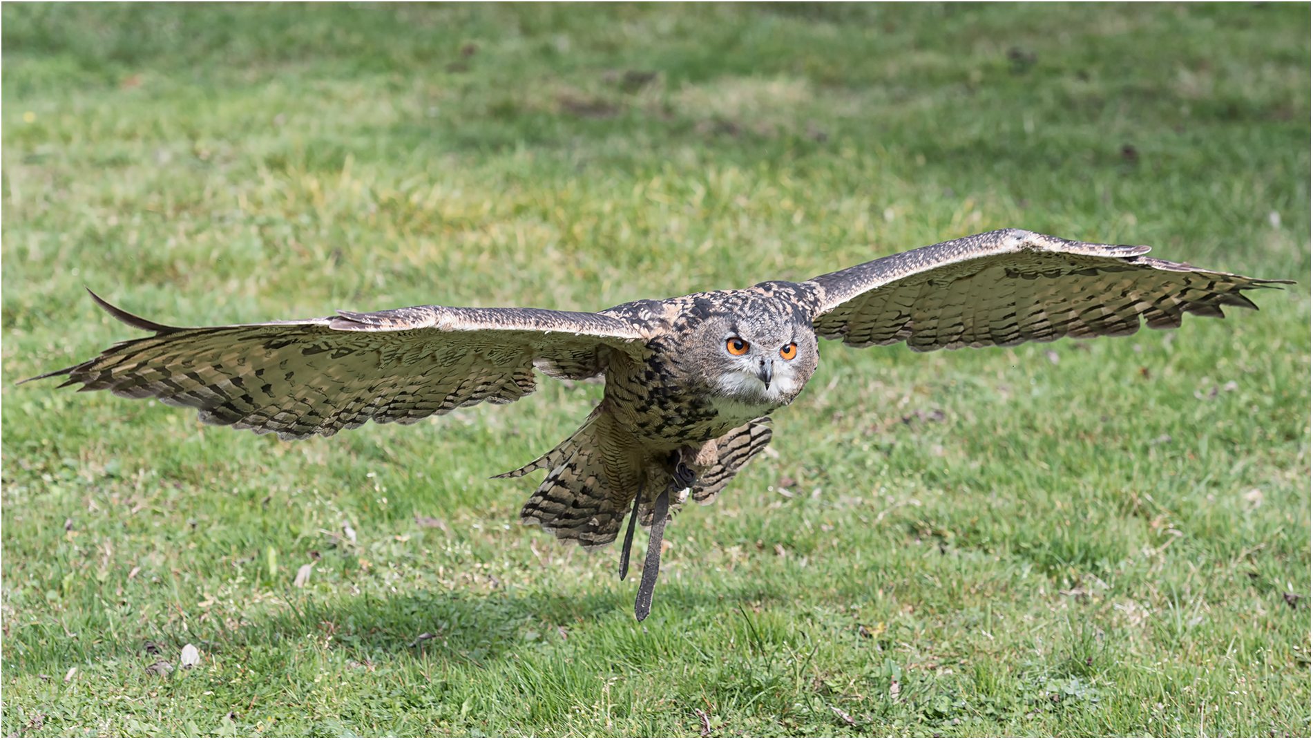 Europäischer Uhu Foto & Bild | natur, portrait, porträt Bilder auf ...