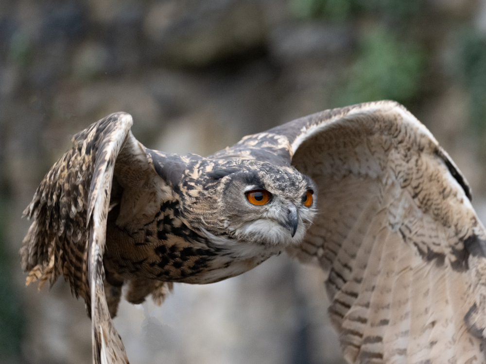 Europäischer Uhu Foto & Bild | tiere, zoo, wildpark & falknerei, vögel ...