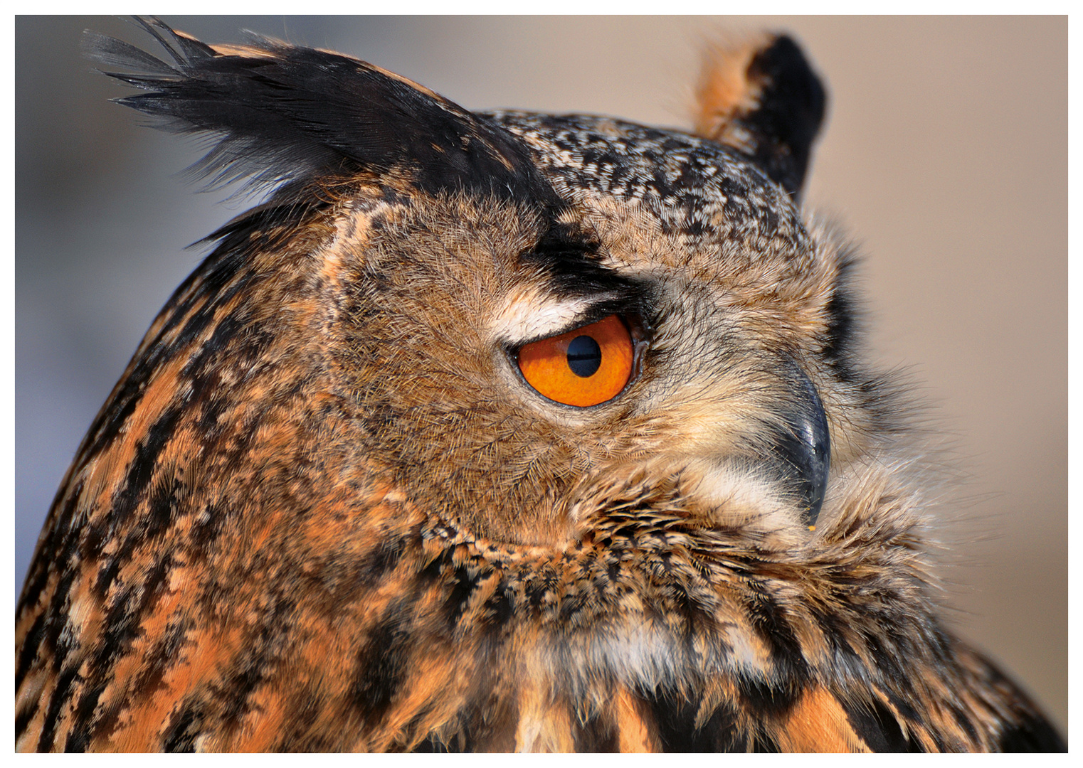Europäischer Uhu Foto & Bild | tiere, zoo, wildpark & falknerei, vögel ...