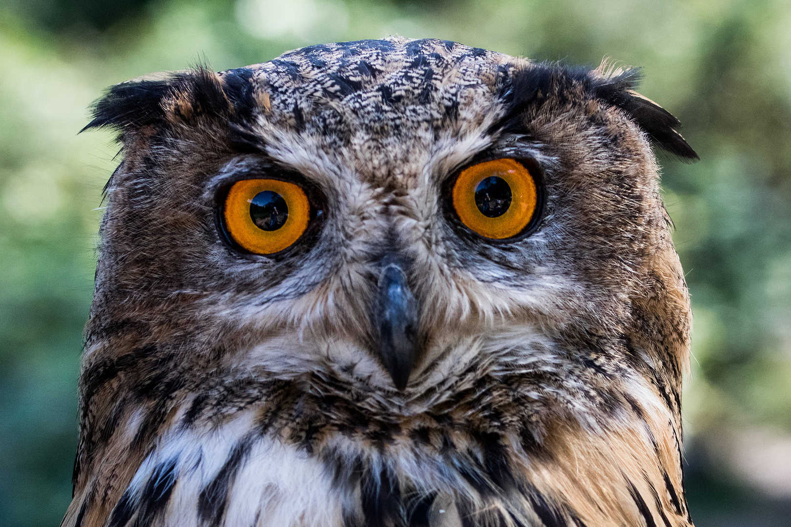 Europäischer Uhu Foto & Bild | sommer, outdoor, natur Bilder auf ...