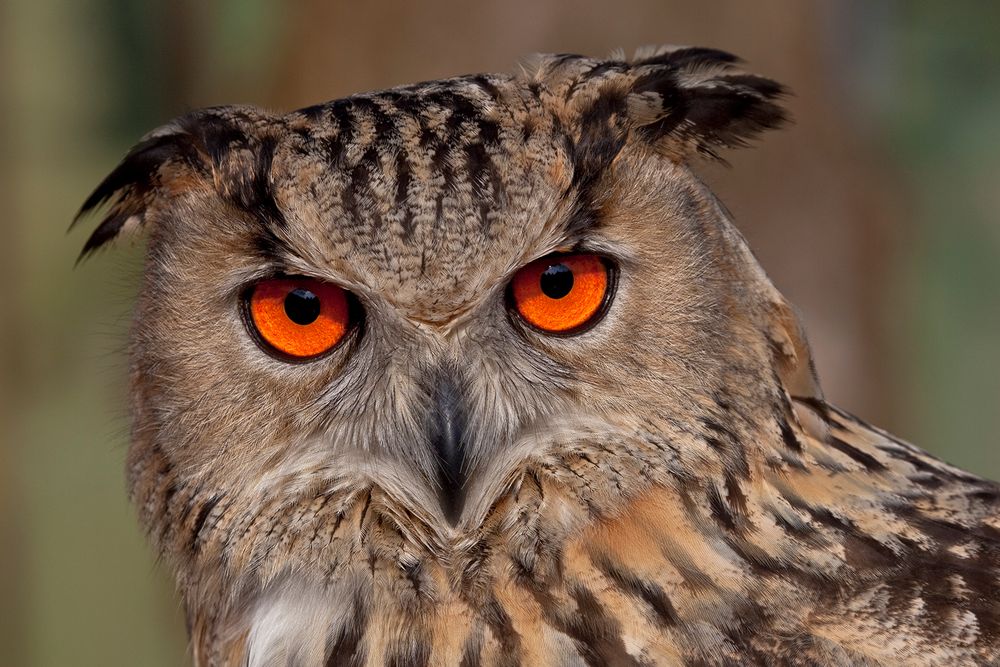 EUROPÄISCHER UHU Foto & Bild | deutschland, europe, hessen Bilder auf ...