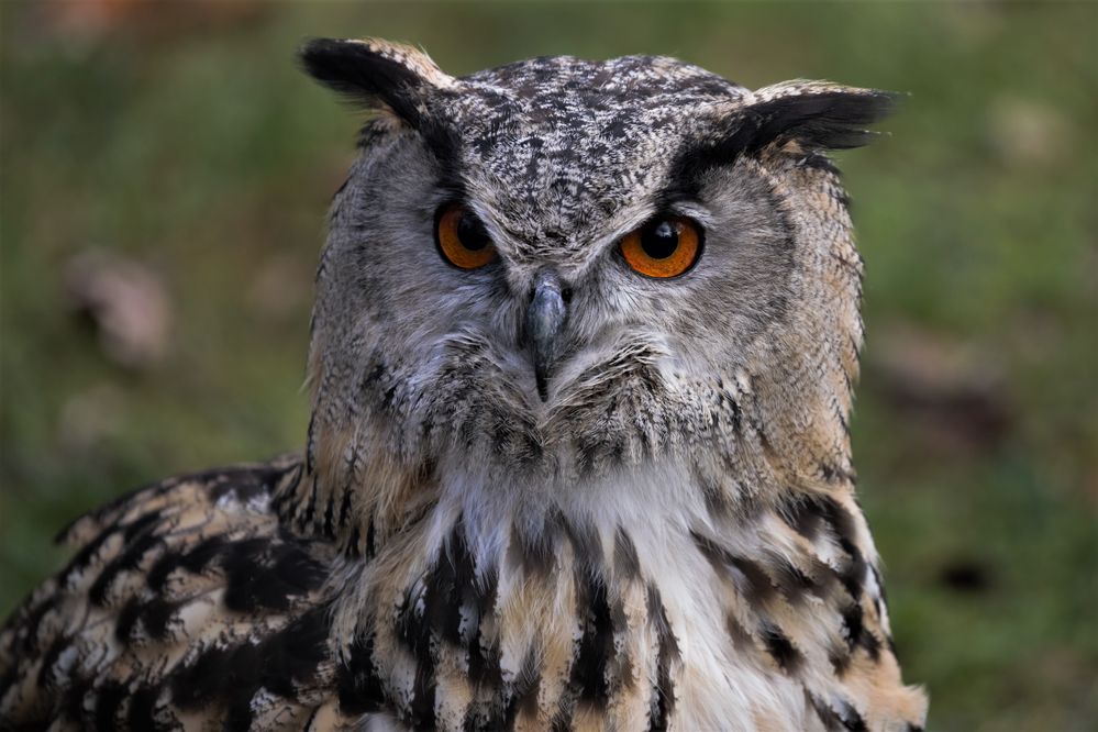 Europäischer Uhu Foto & Bild | natur, zoo, tiere Bilder auf fotocommunity