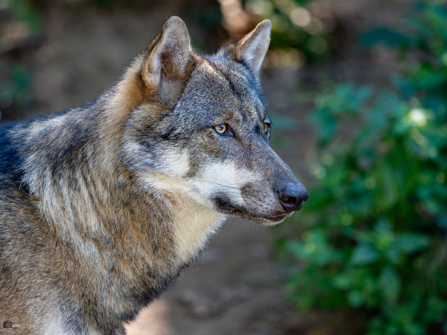 Europäischer Wolf Foto & Bild | natur, wolf, tier Bilder auf fotocommunity