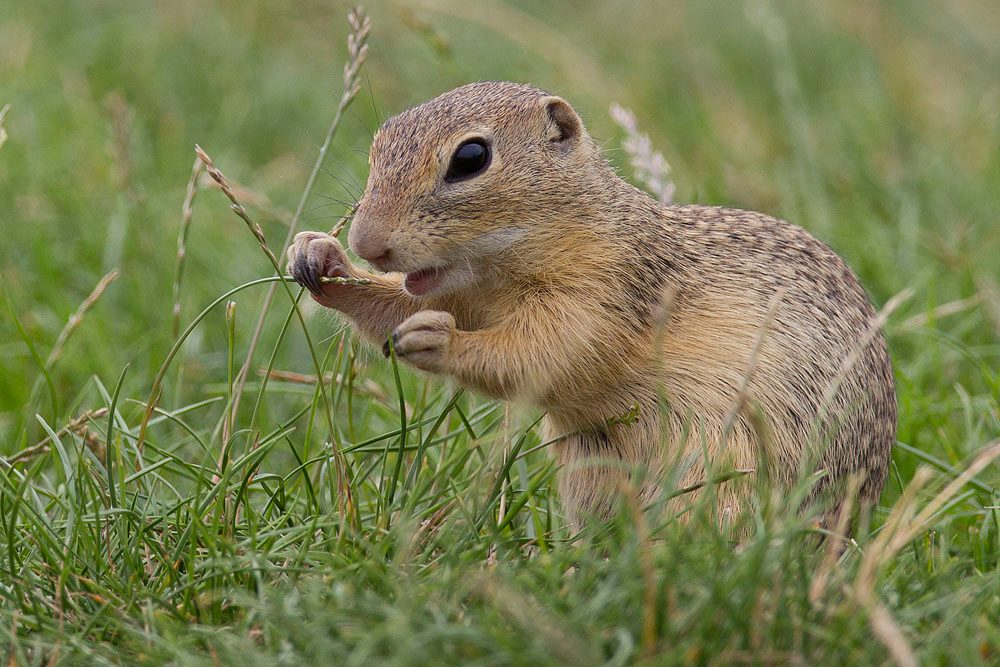 Europäischer Ziesel Foto & Bild | tiere, wildlife, natur Bilder auf ...