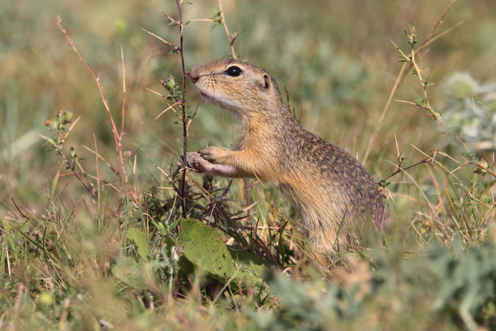 Europäischer Ziesel Foto & Bild | natur, tiere, wildlife Bilder auf ...