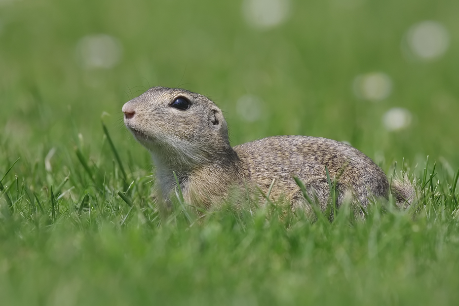 Europäischer Ziesel Foto & Bild | tiere, wildlife, säugetiere Bilder ...