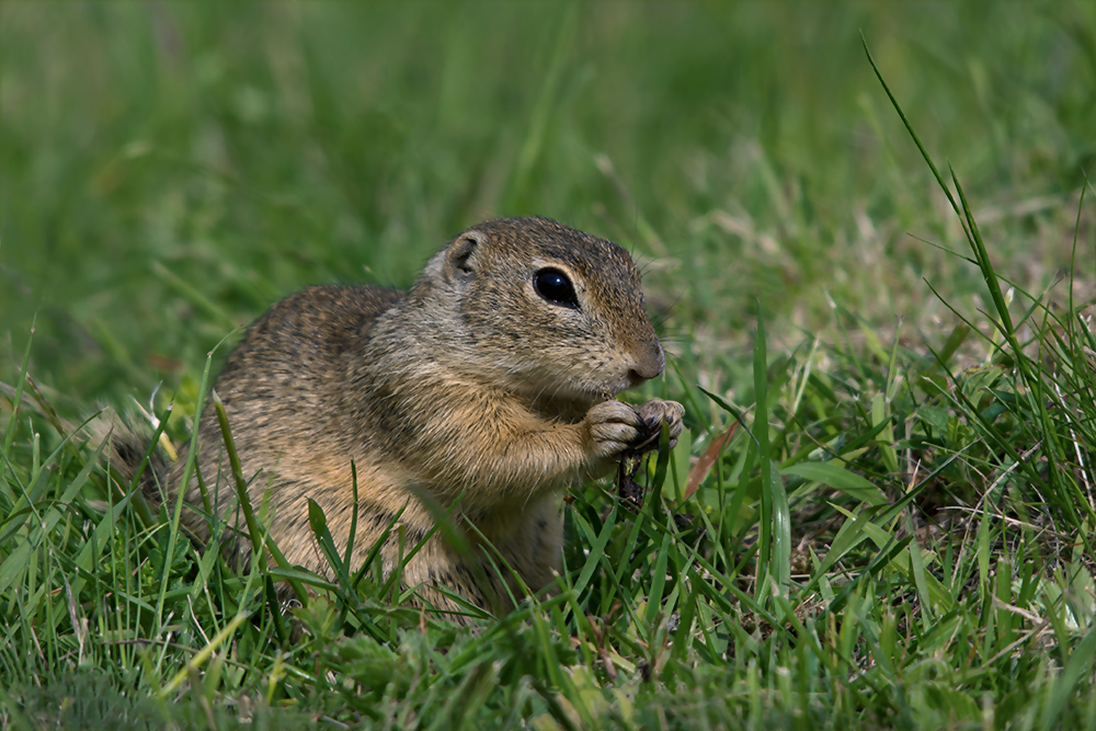 Europäischer Ziesel Foto & Bild | tiere, wildlife, säugetiere Bilder ...