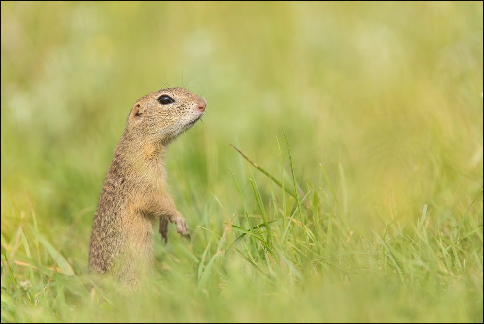 ~ Europäischer Ziesel ~ Foto & Bild | tiere, wildlife, säugetiere ...