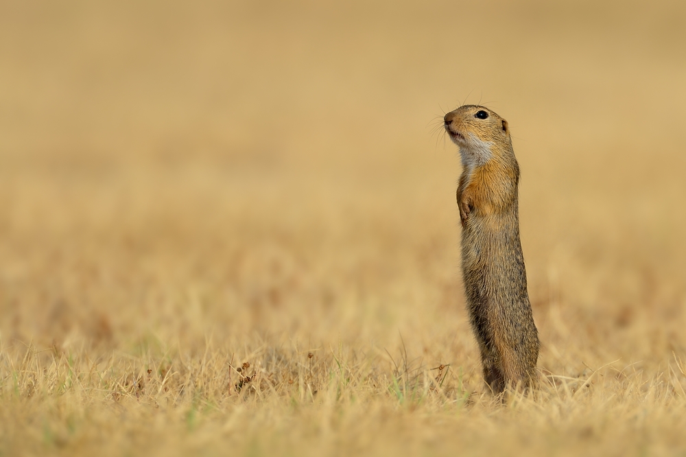Europäischer Ziesel Foto & Bild | tiere, wildlife, säugetiere Bilder ...