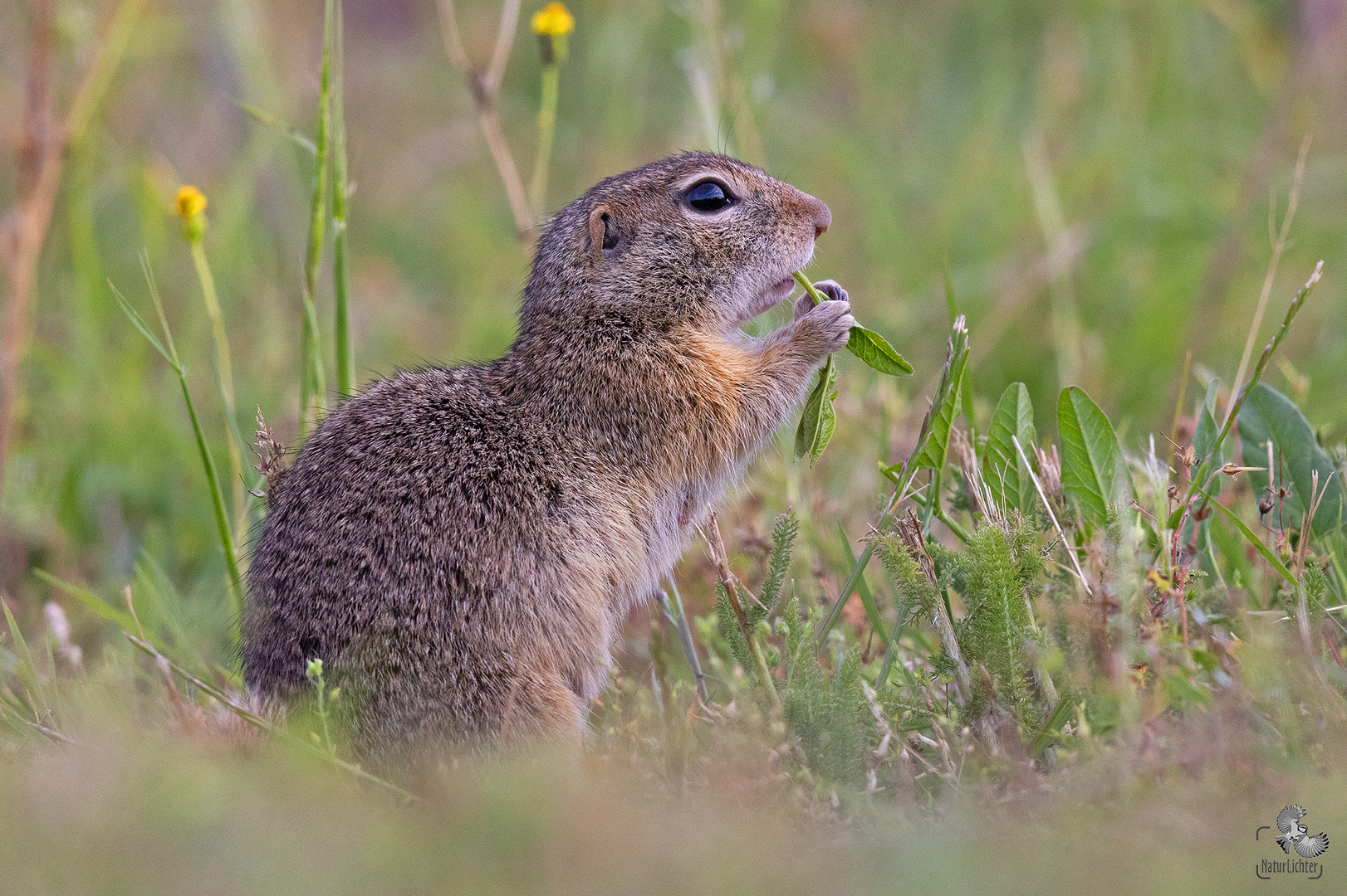 Europäischer Ziesel (Spermophilus citellus) Foto & Bild | tiere ...