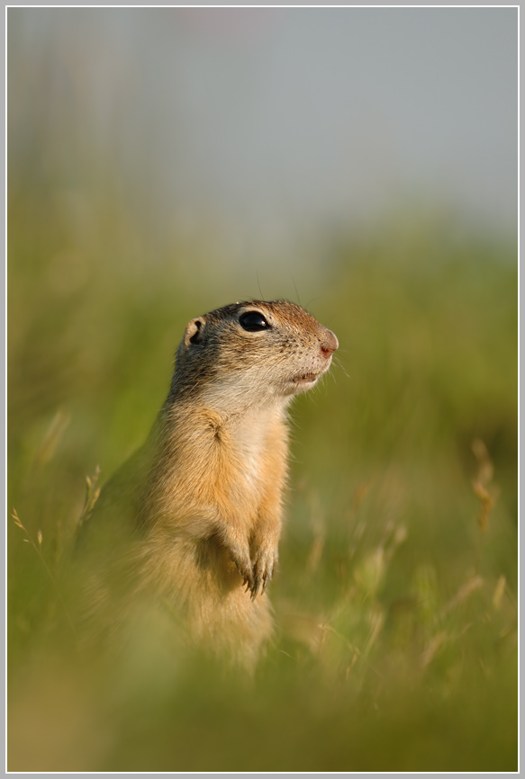 Europäischer Ziesel (Spermophilus citellus) Foto & Bild | tiere ...