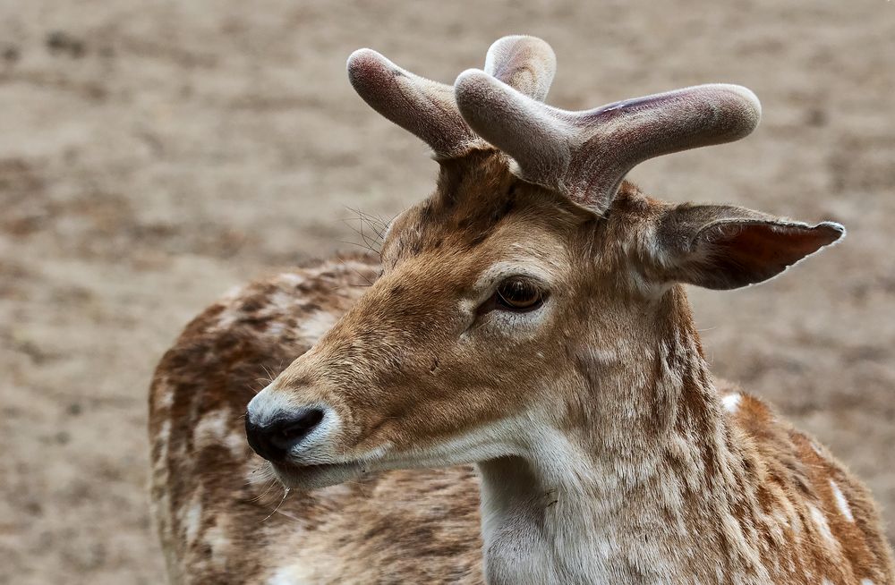 Europäisches Damwild 001 Foto & Bild | natur, portrait, landschaft ...