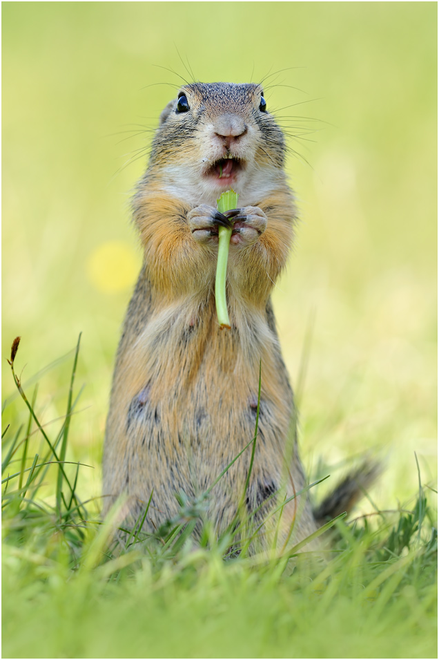~ Europäisches Ziesel Foto & Bild | tiere, wildlife, säugetiere Bilder ...