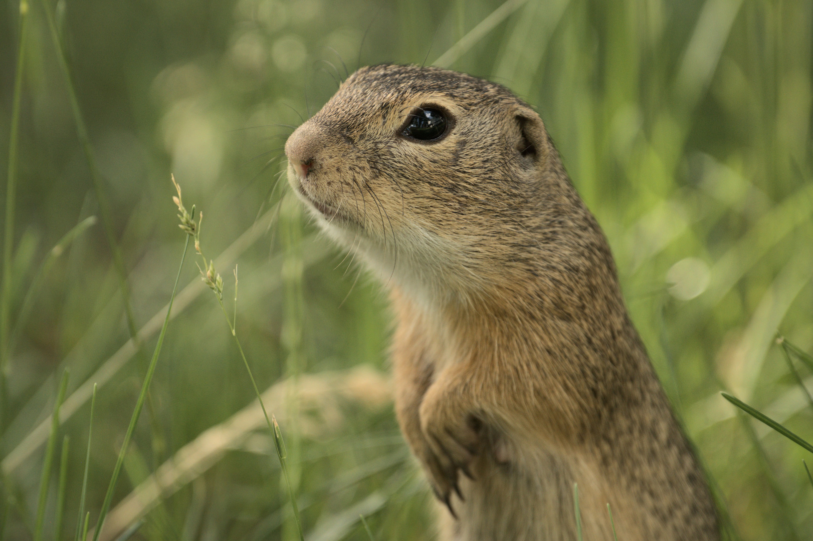 Europäisches Ziesel Foto & Bild | tiere, wildlife, säugetiere Bilder ...