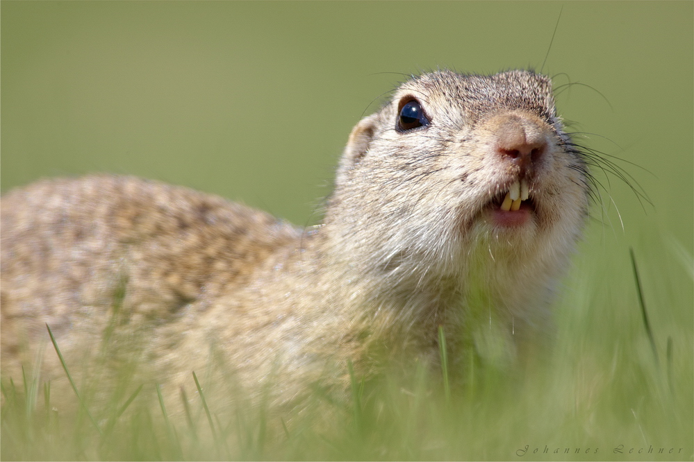 Europäisches Ziesel (Spermophilus citellus) Foto & Bild | tiere ...