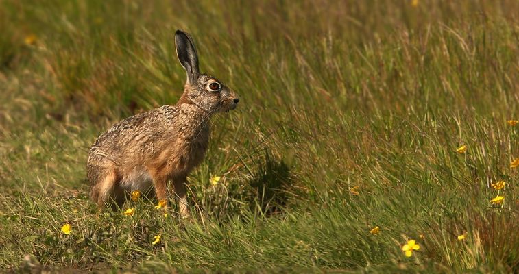 Animals Pictures & Photos