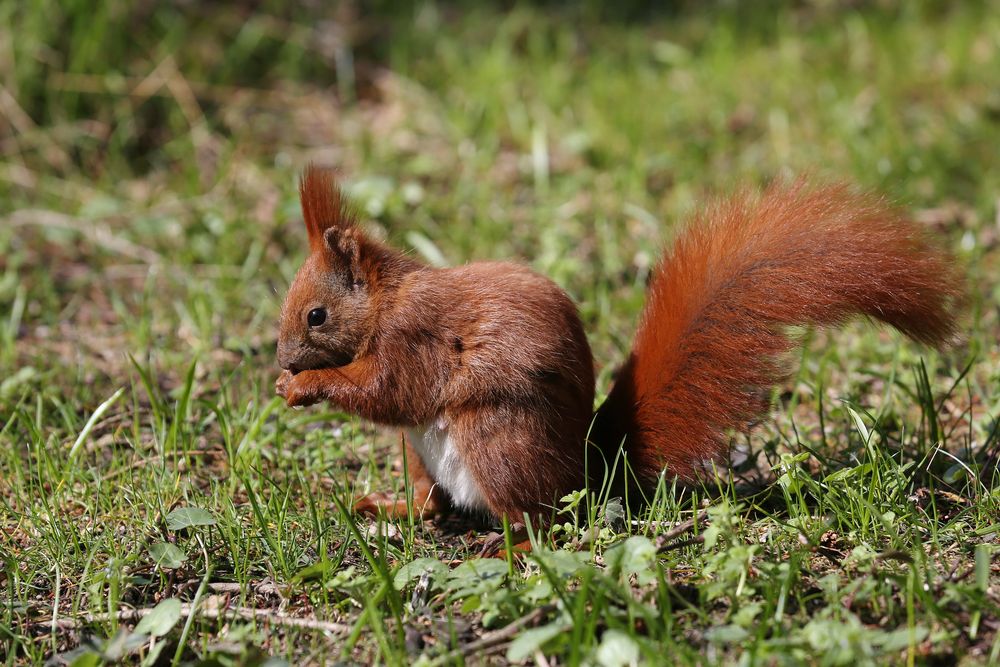 European Red Squirrel - Portrait - Berlin, Germany Foto & Bild ...