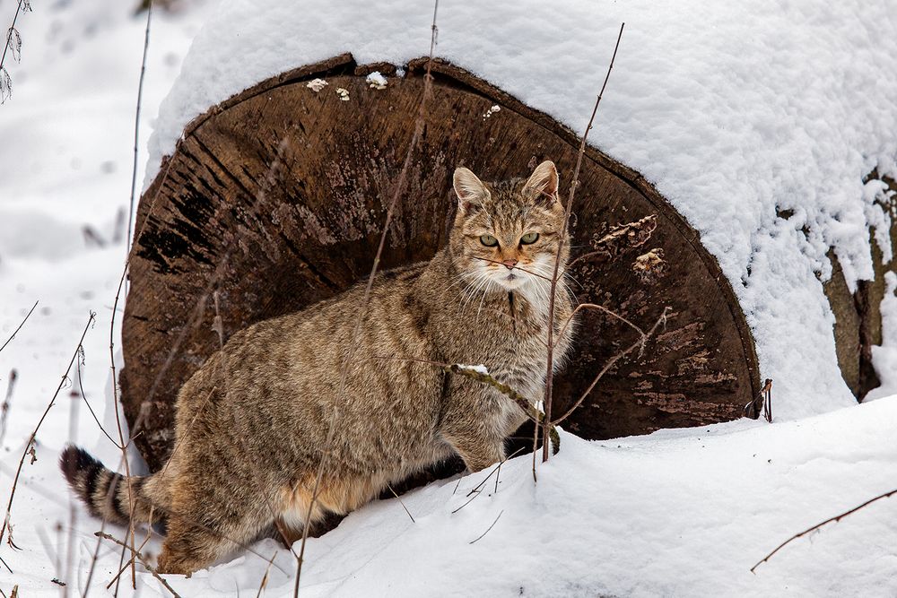 EUROPEAN WILDCAT (31) Foto & Bild | tiere, zoo, wildpark & falknerei ...