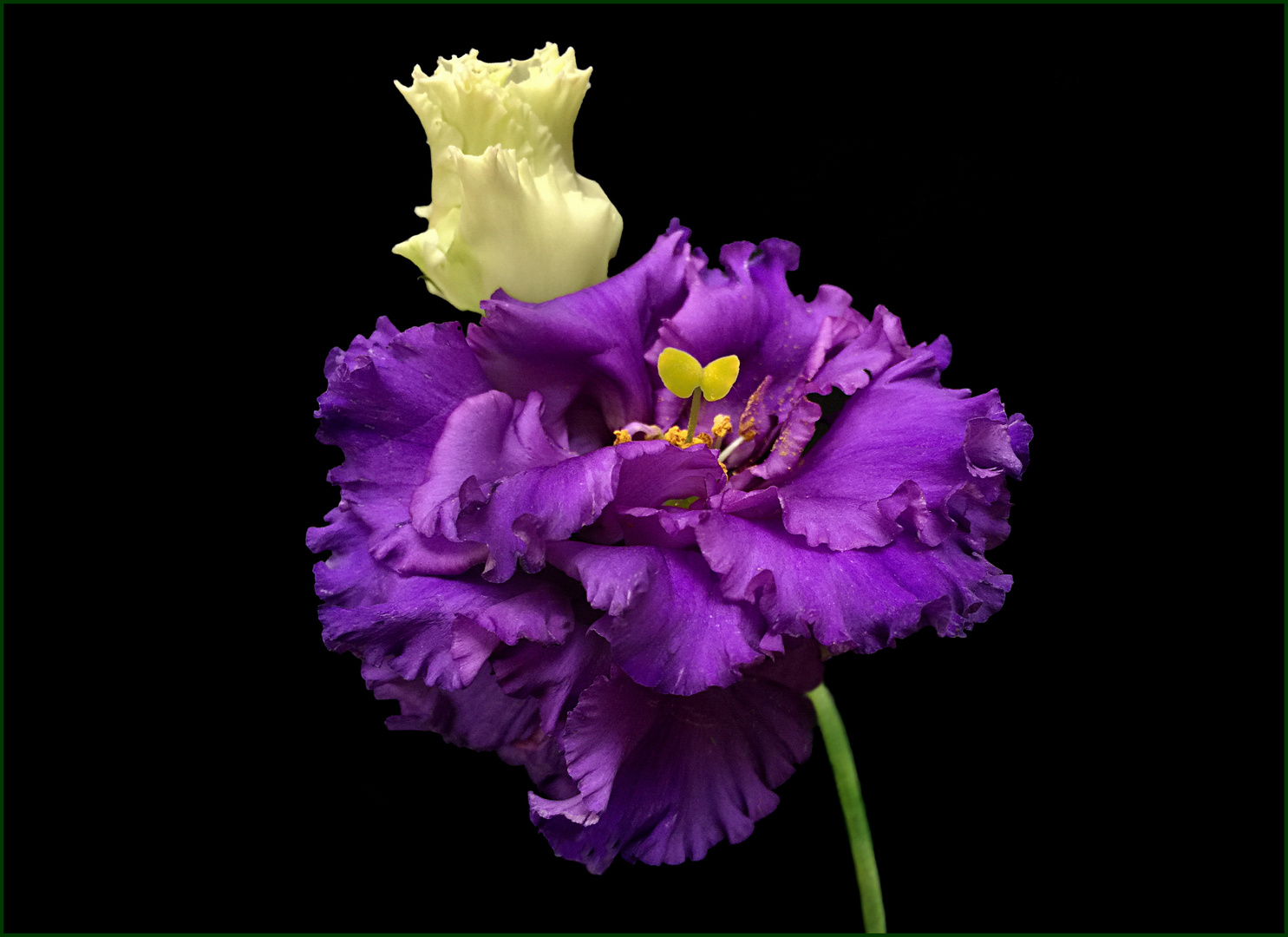Eustoma "Alissa blue" Foto & Bild | natur, pflanzen, blüten ...
