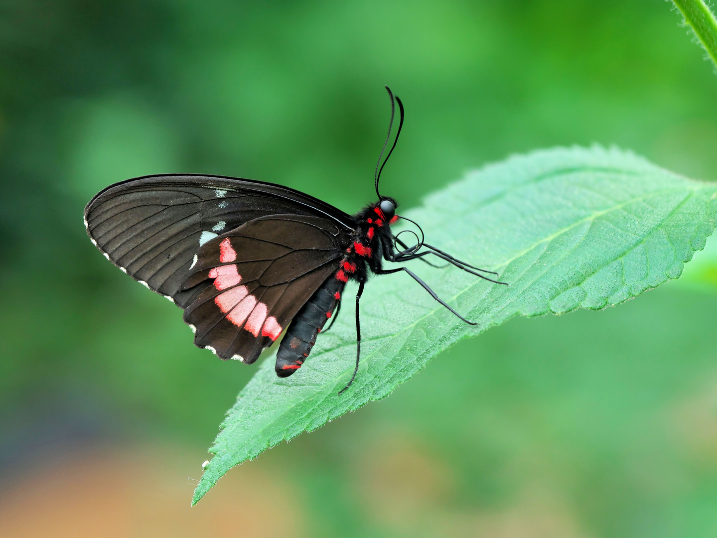 Exot Foto & Bild | makro, insekt, tiere Bilder auf fotocommunity