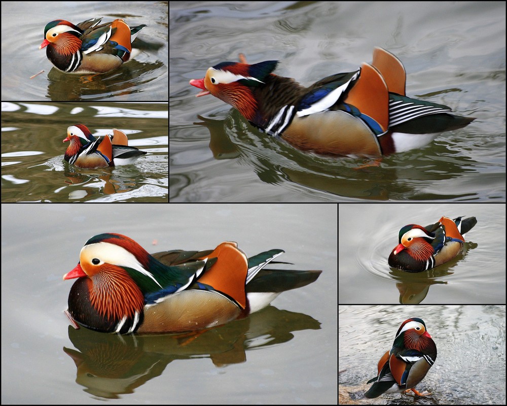 EXOT Foto & Bild | natur, tiere, vögel Bilder auf fotocommunity