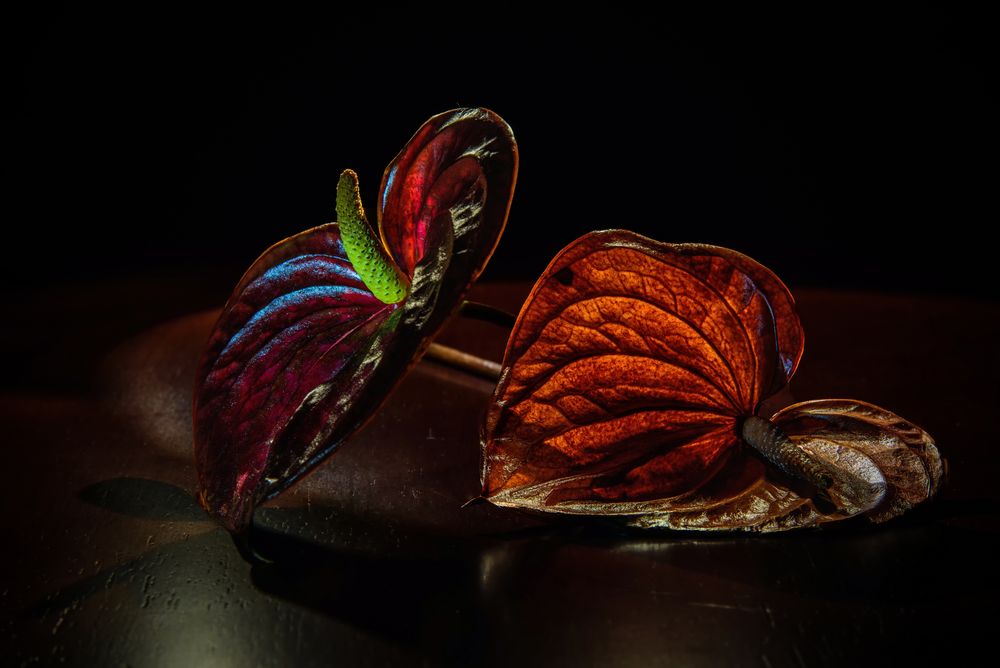 Exoten Foto & Bild | projekte, natur-tabletop, natur-kreativ Bilder auf ...