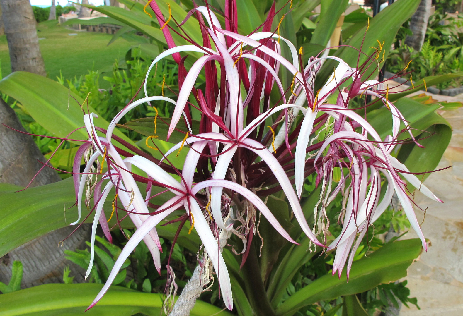 Exoten Foto & Bild | north america, united states, hawaii Bilder auf ...