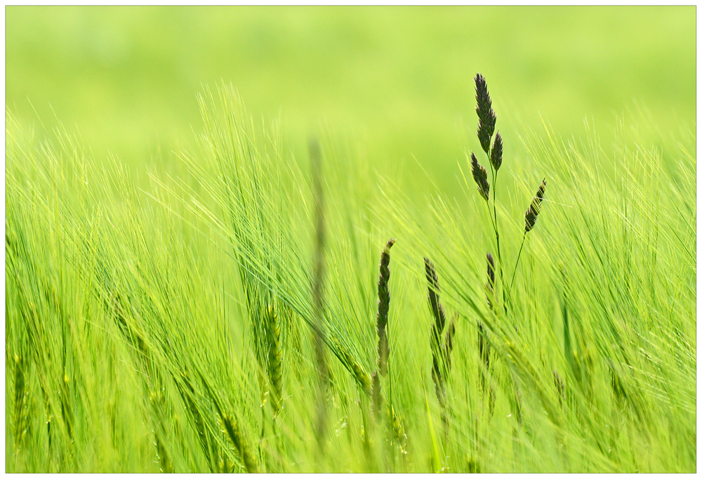 ...exoten... Foto & Bild | pflanzen, pilze & flechten, getreide und ...