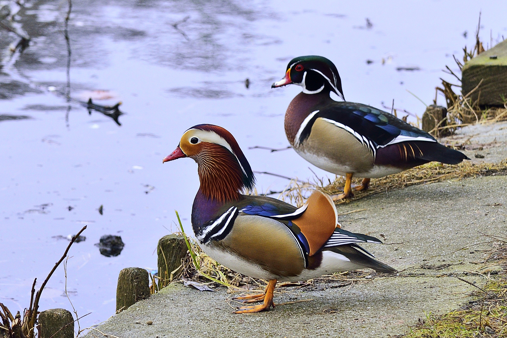 Exoten. Foto & Bild | natur, tiere, wildlife Bilder auf fotocommunity