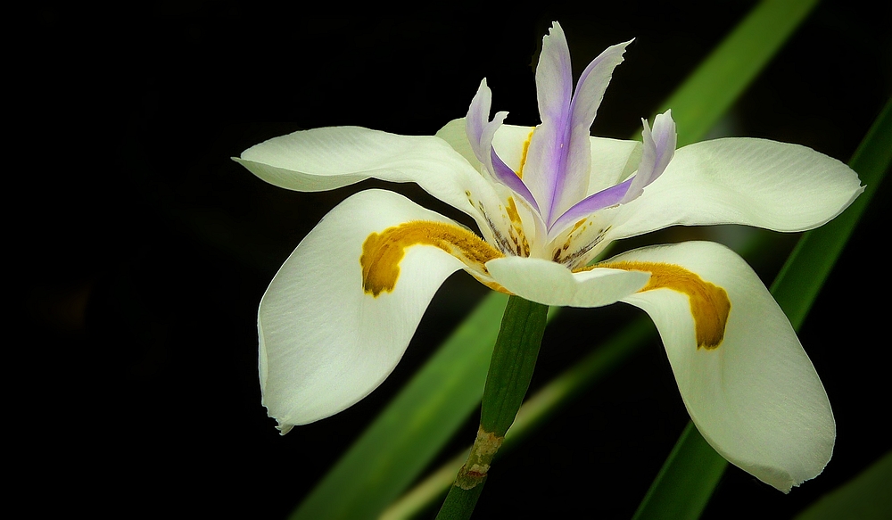 Exotic Beauty (51) : Large Wild Iris photo & image | flowers, nature ...