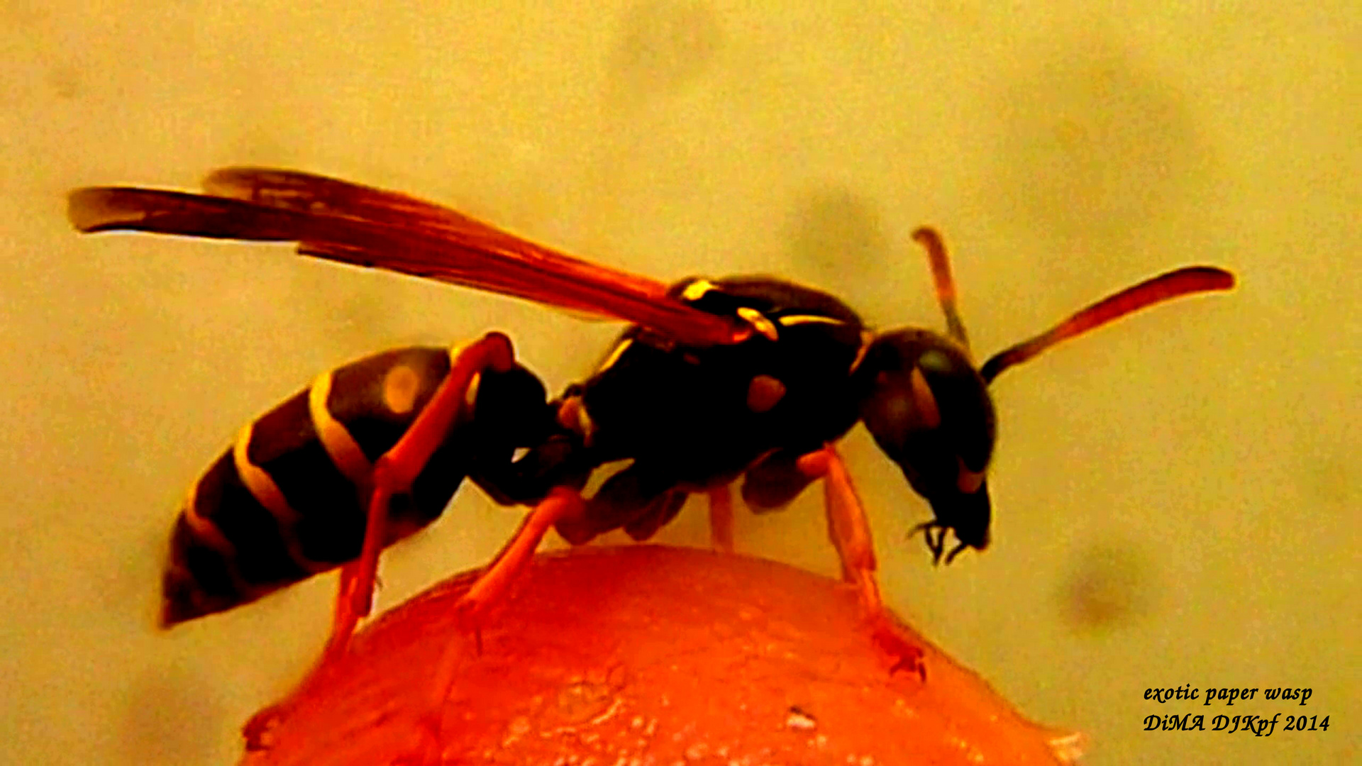 exotic paper wasp Foto & Bild | tiere, tierdetails, digital art Bilder ...