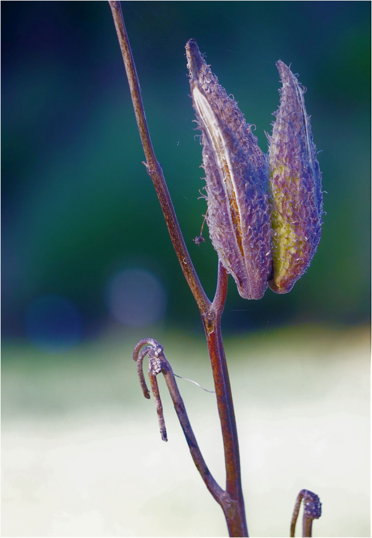 Exotin Foto & Bild | pflanzen, pilze & flechten, sträucher ...