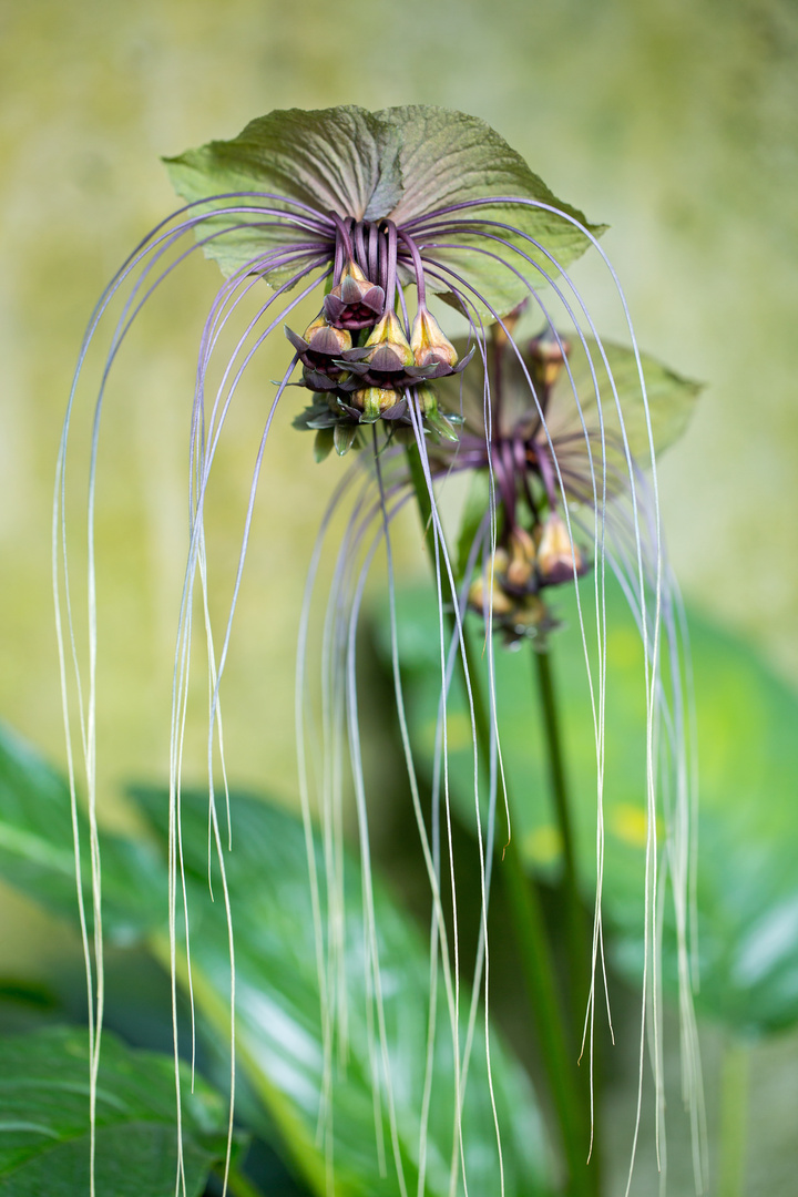 exotisch Foto & Bild | frühling, natur, frankfurt Bilder auf fotocommunity