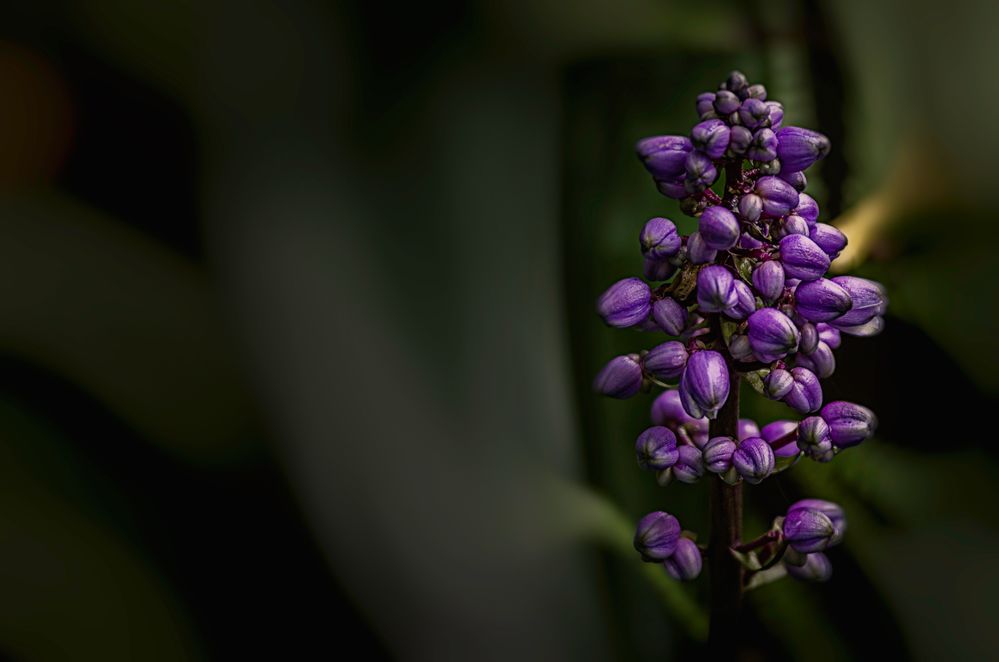 exotisch Foto & Bild | natur, fine art, pflanzen Bilder auf fotocommunity