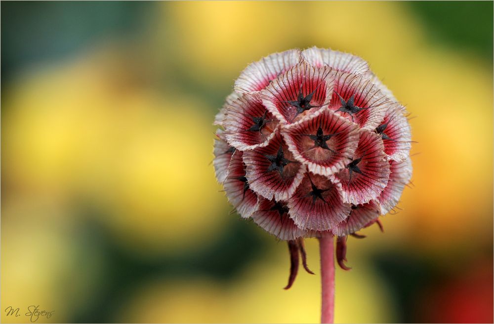Exotisch Foto & Bild | natur-makros, projekte, natur-kreativ Bilder auf fotocommunity