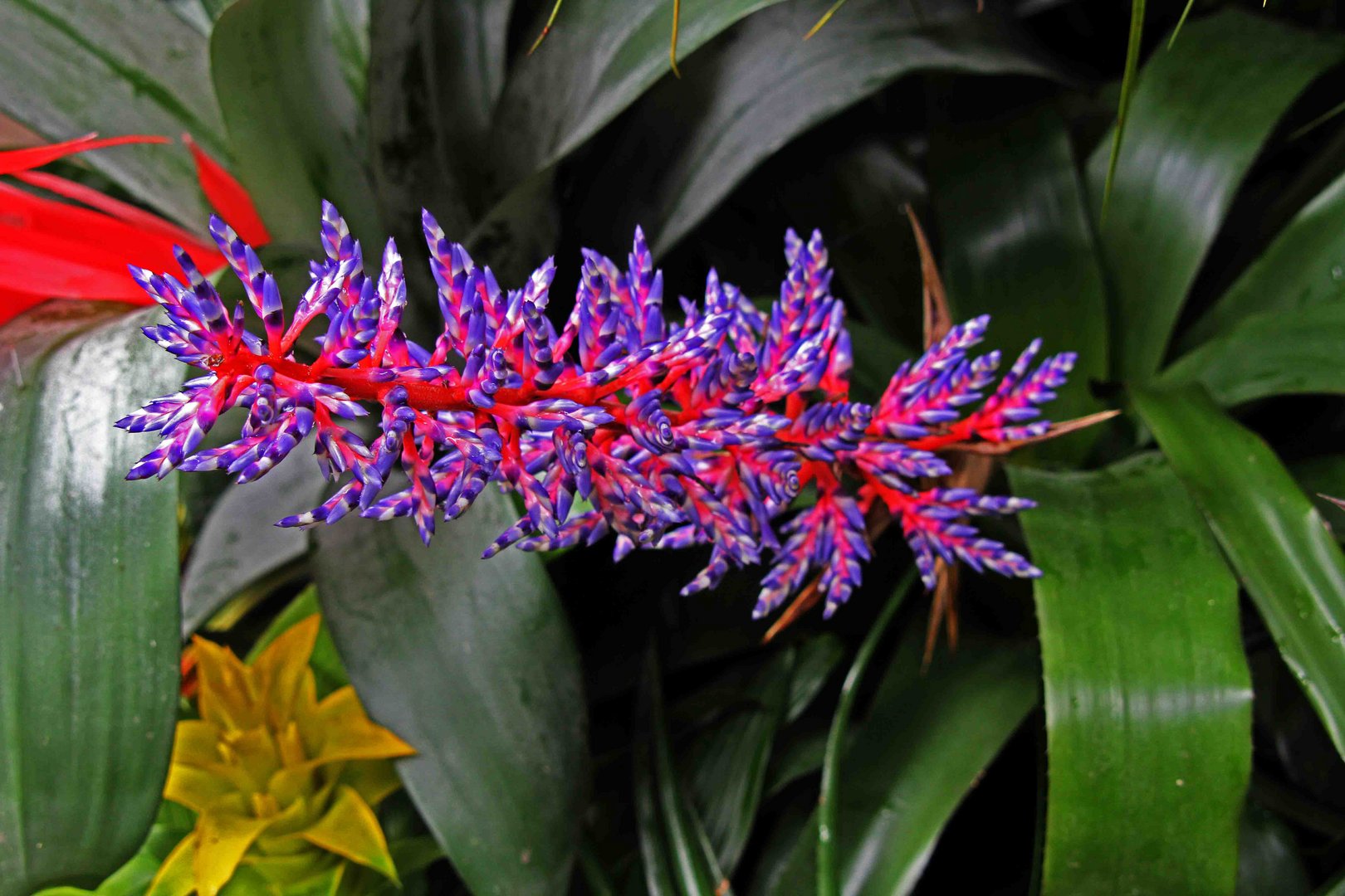 Exotische Pflanze 3 Foto & Bild | pflanzen, natur Bilder auf fotocommunity Exotische Pflanze 3 Foto & Bild | pflanzen, natur Bilder auf fotocommunity