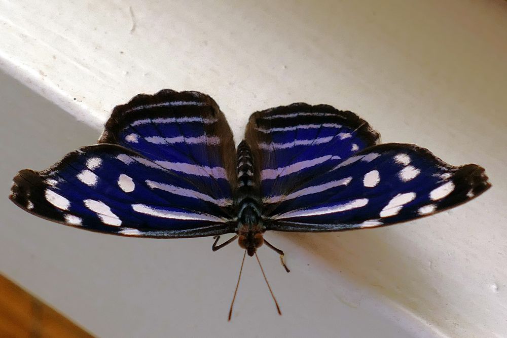 Exotischer Falter Foto & Bild | spezial, natur, insekten Bilder auf ...