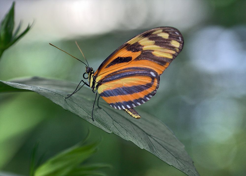 Exotischer Falter Foto & Bild | makro, natur, zoo Bilder auf fotocommunity