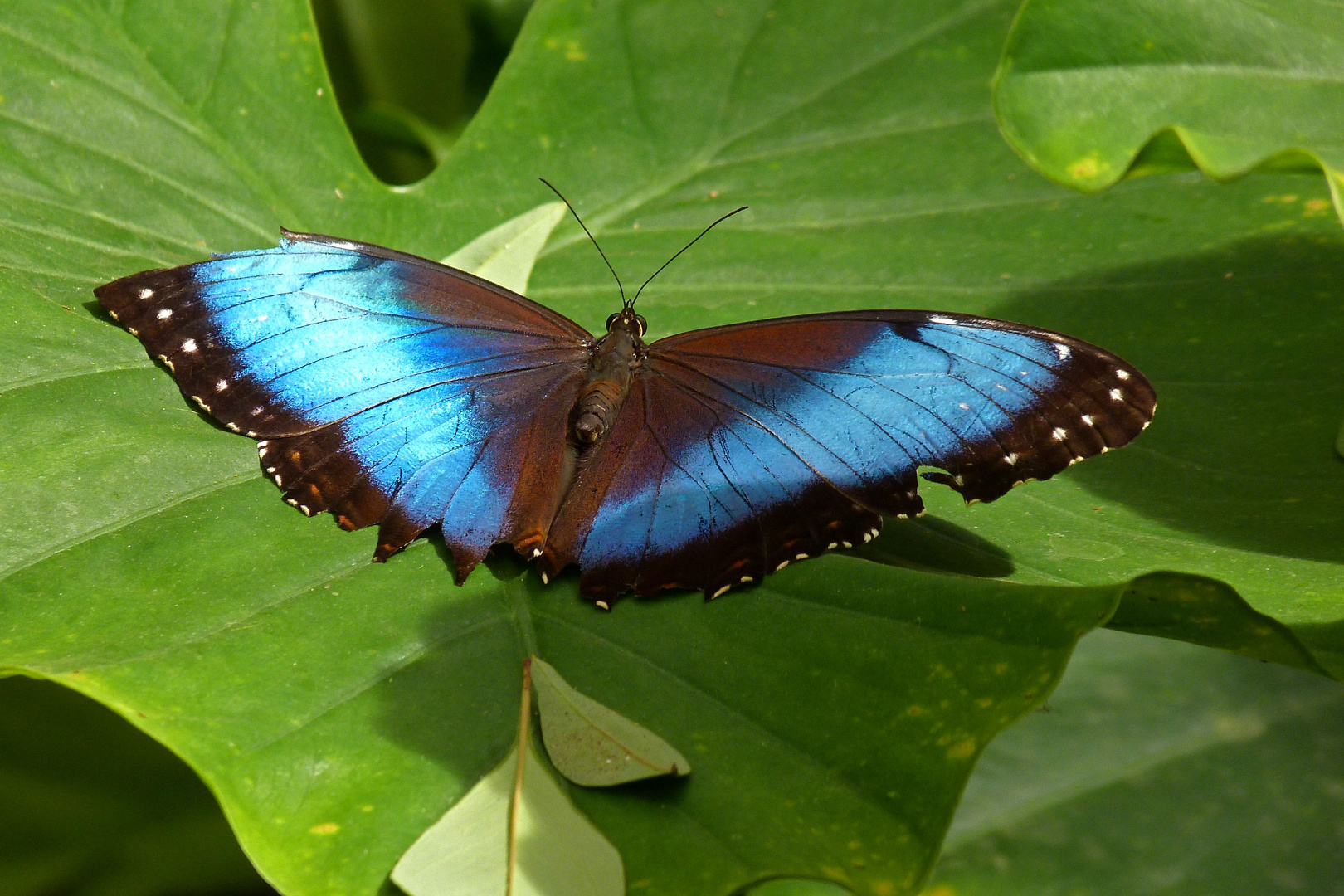 Exotischer Schmetterling (Prepona demophon) Foto & Bild | tiere, ku nat ...