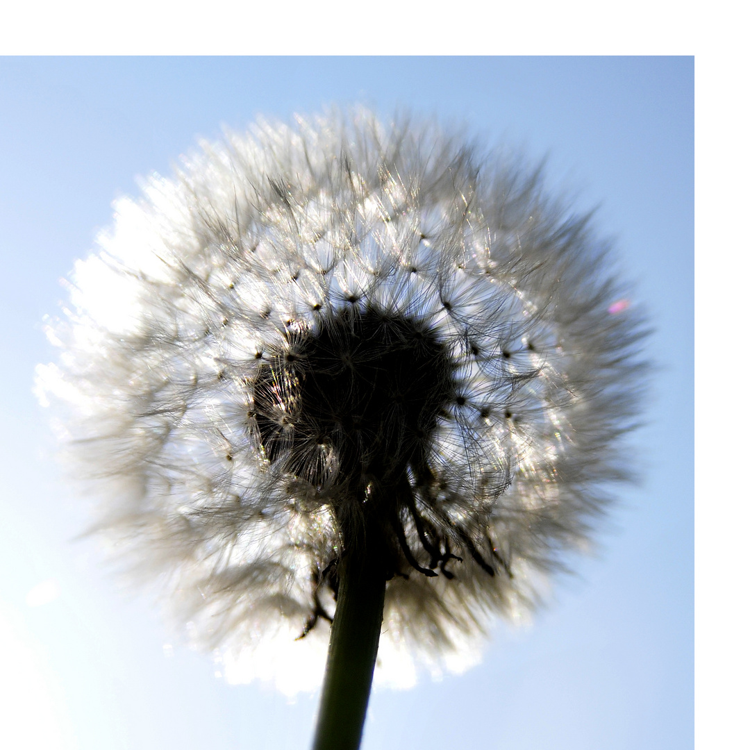 Expedition Pusteblume # KDL1257 Foto & Bild | nikon, frühling, natur ...