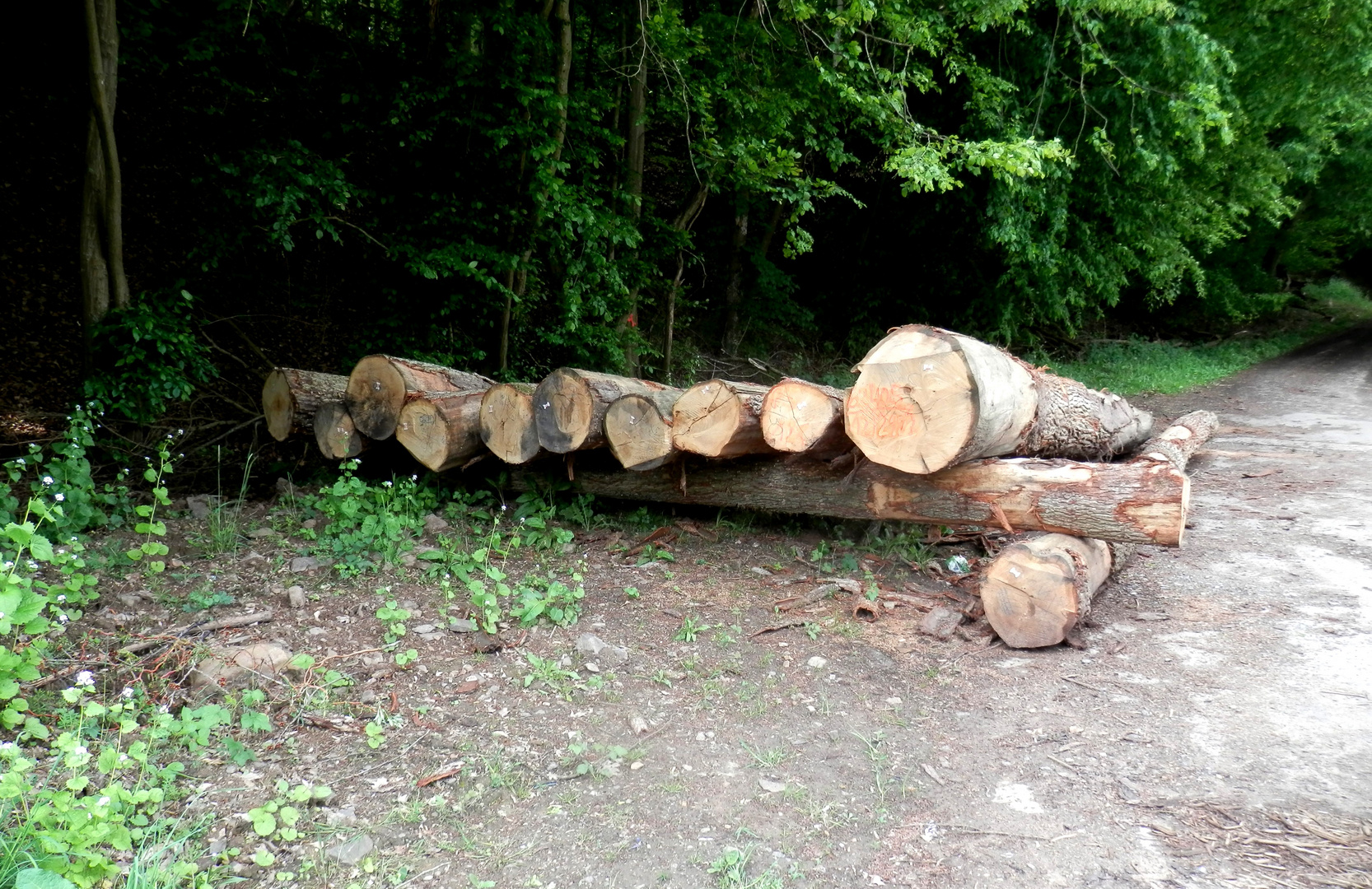 Exploitation forestière photo et image | arbres, das nassauer land ...